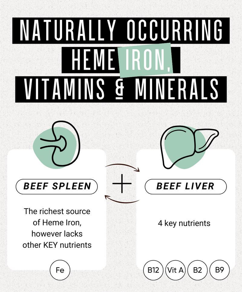 Organic Beef Spleen & Liver Capsules | 160 Capsules - Cell Squared