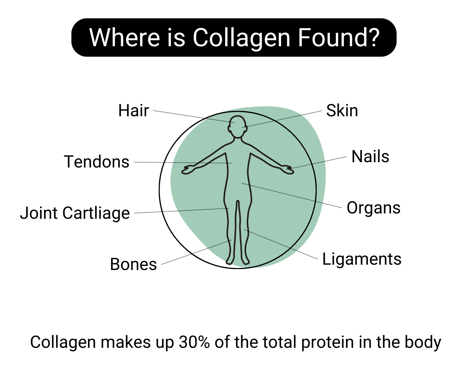 Shop 100% Grass-fed Bovine Beef Collagen Gelatin | Cell Squared