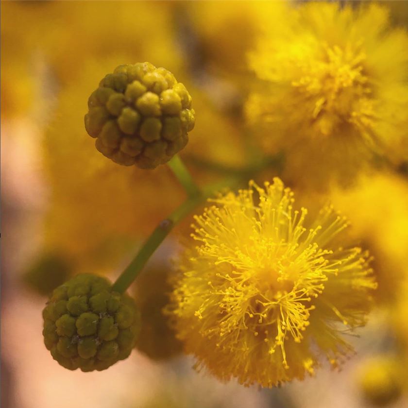 About | Cell Squared Australia